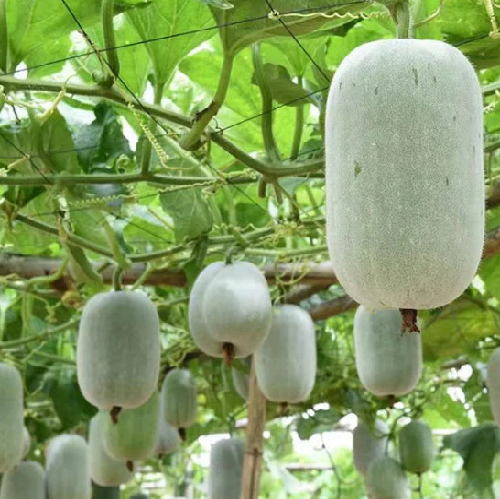 Ash gourd – REALTIME FARM